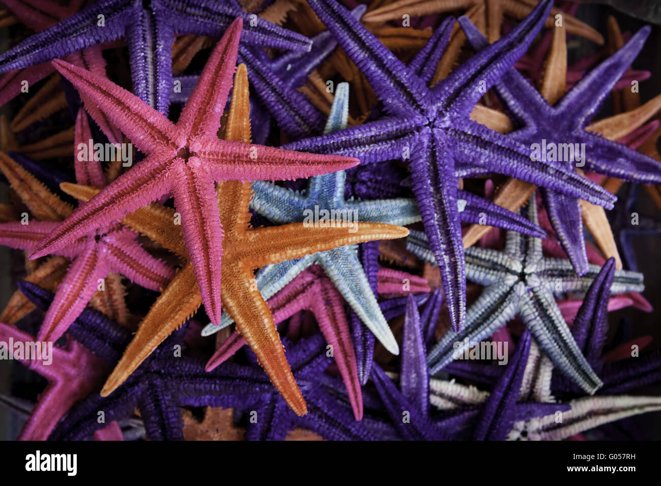 Reef seastar hi-res stock photography and images - Alamy