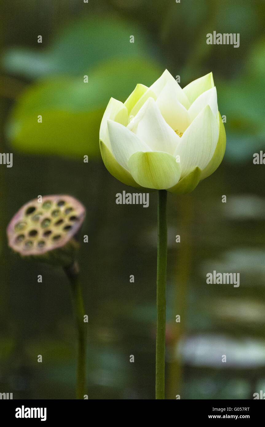 Padma flower hi-res stock photography and images - Alamy