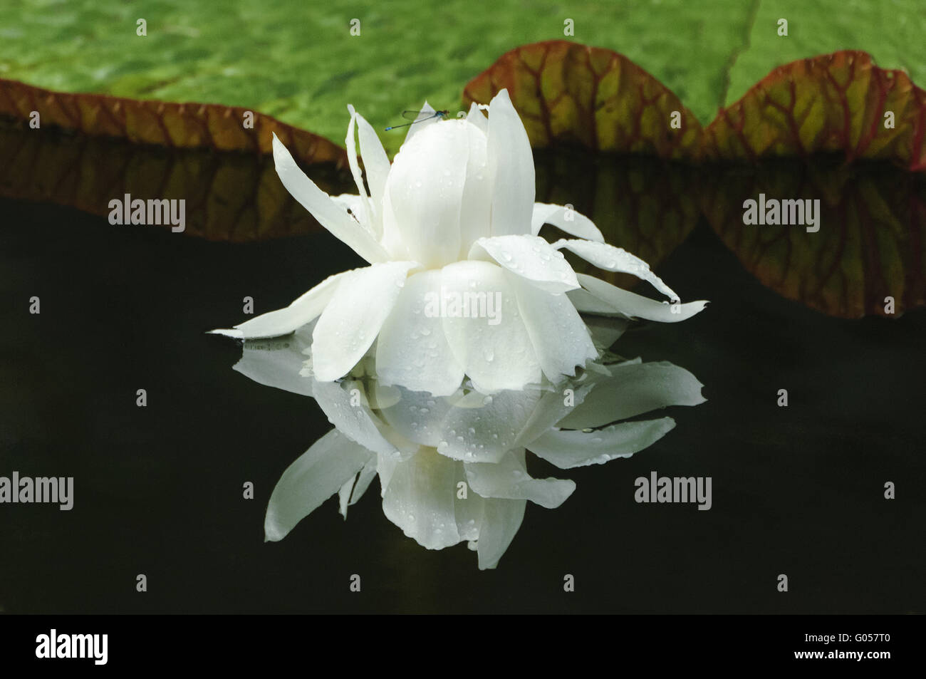 Victoria Regia water lily Stock Photo - Alamy