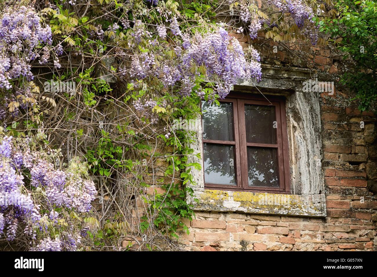 Curling flowering tree on the facade of country house Stock Photo - Alamy