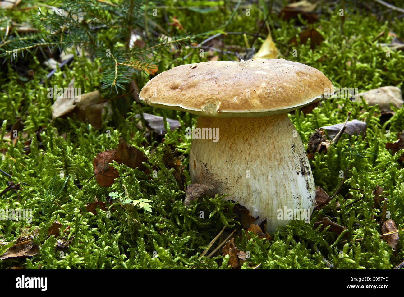 Yellow boletus hi-res stock photography and images - Alamy