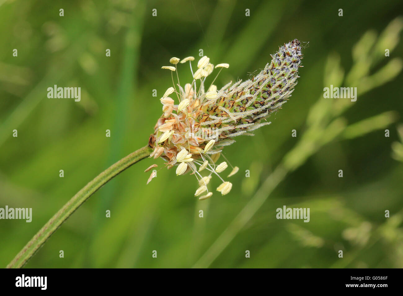 Flowering of Plantago lanceolata Stock Photo - Alamy
