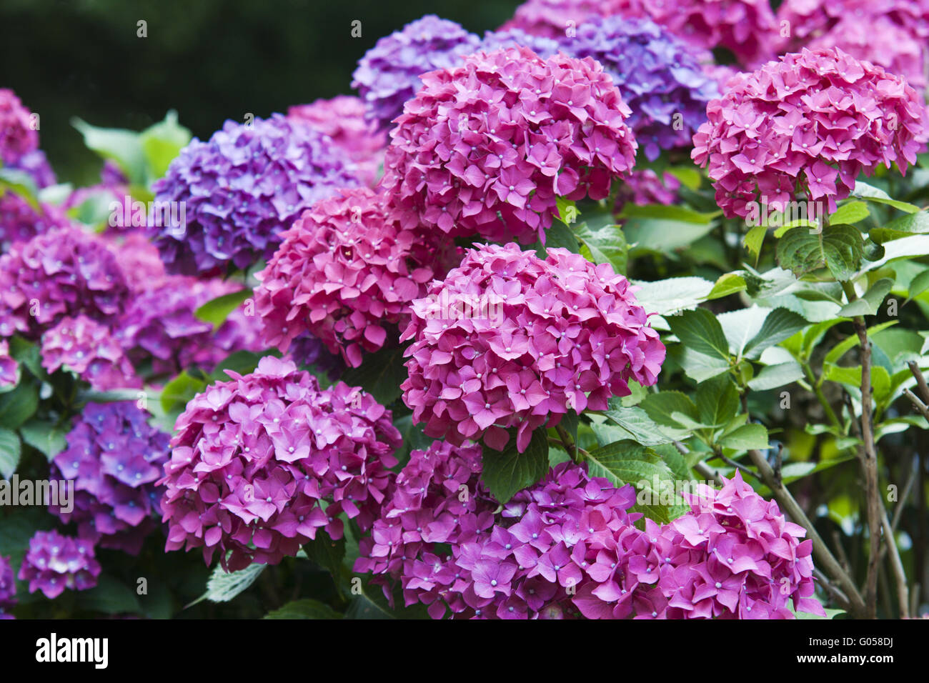 Hydrangea bushes hi-res stock photography and images - Alamy
