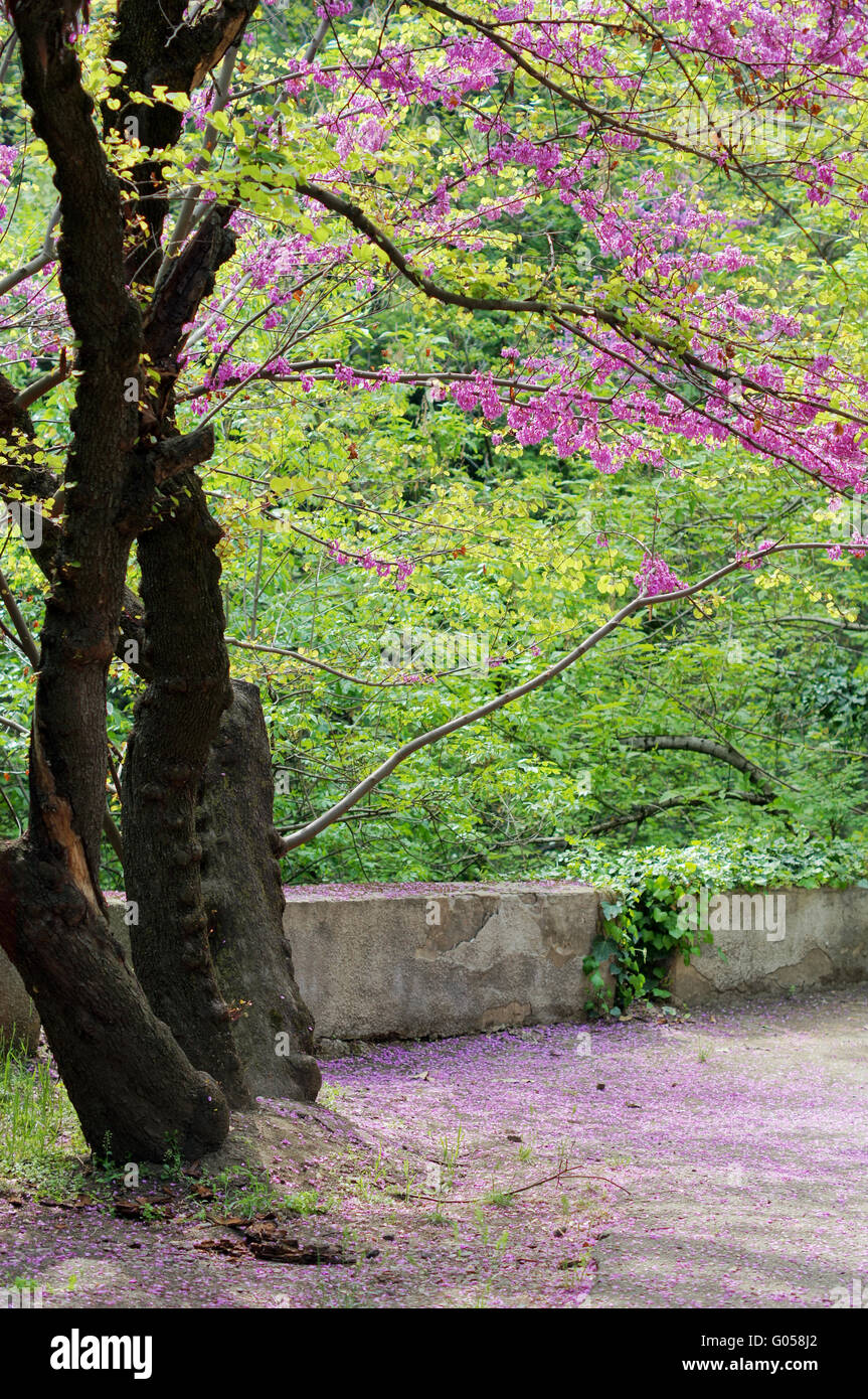 Cercis siliquastrum leaf hi-res stock photography and images - Alamy