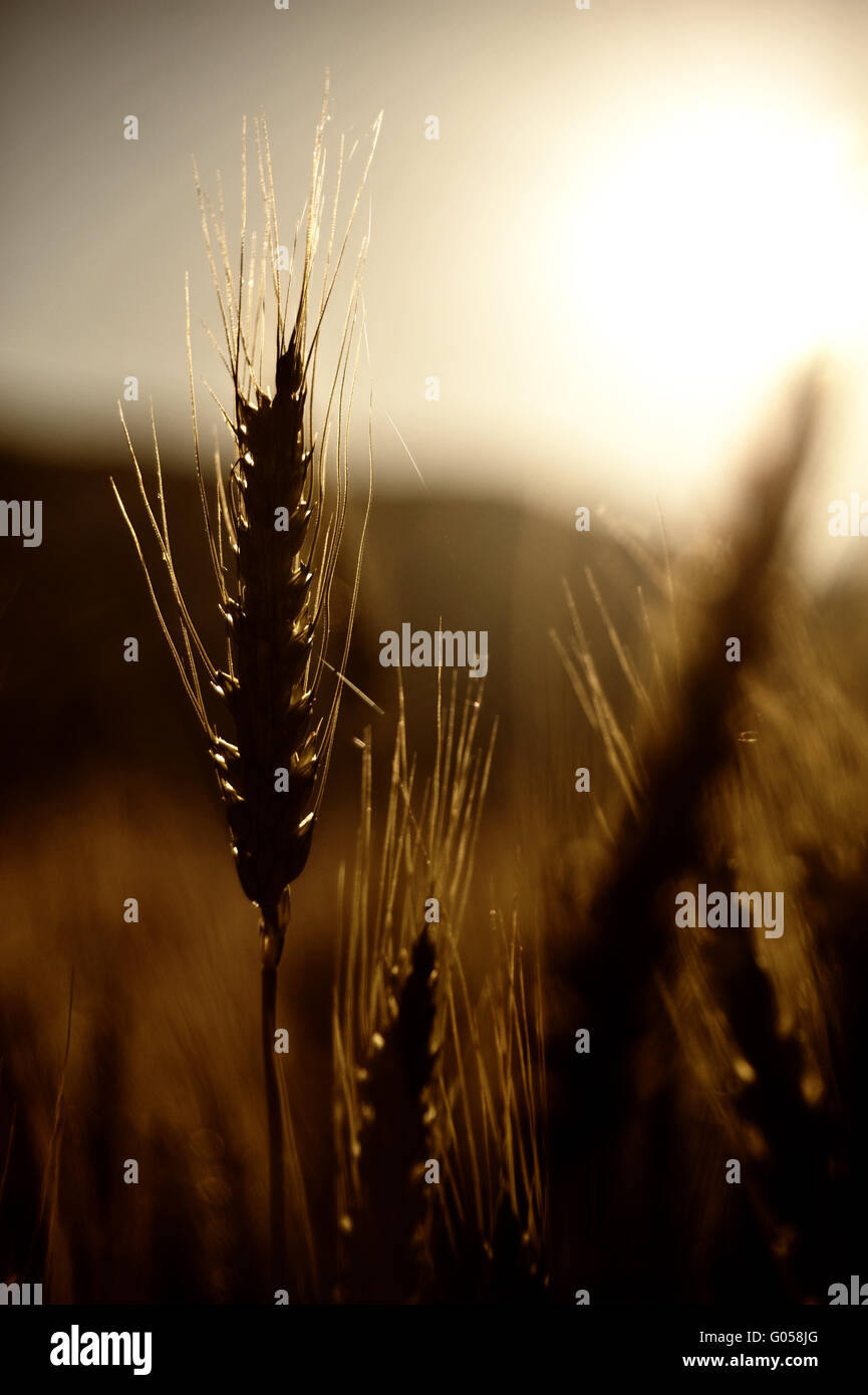 Sunset over wheat field Stock Photo - Alamy