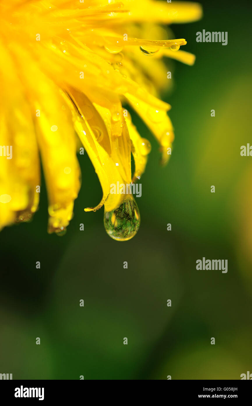 Dandelion with a water drop Stock Photo - Alamy
