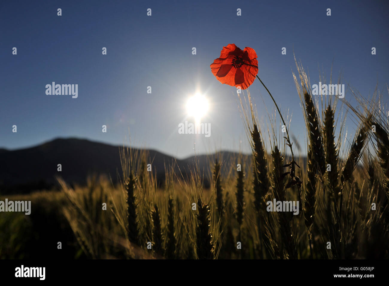 Sun on poppy hi-res stock photography and images - Alamy