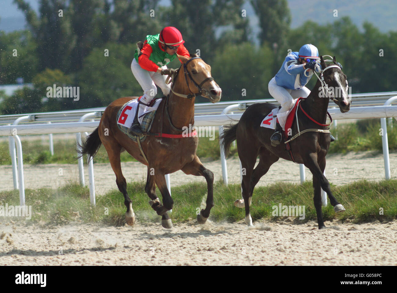 Award winning horse hi-res stock photography and images - Alamy