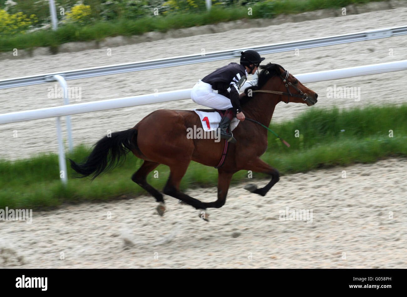 Wire horse hi-res stock photography and images - Alamy