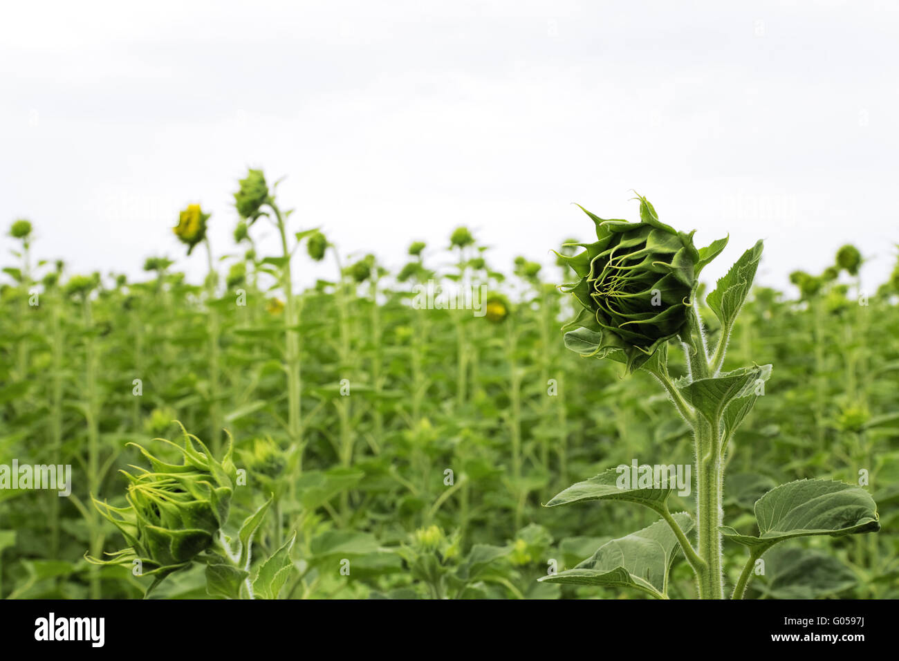 Closed Sunflower High Resolution Stock Photography and Images - Alamy