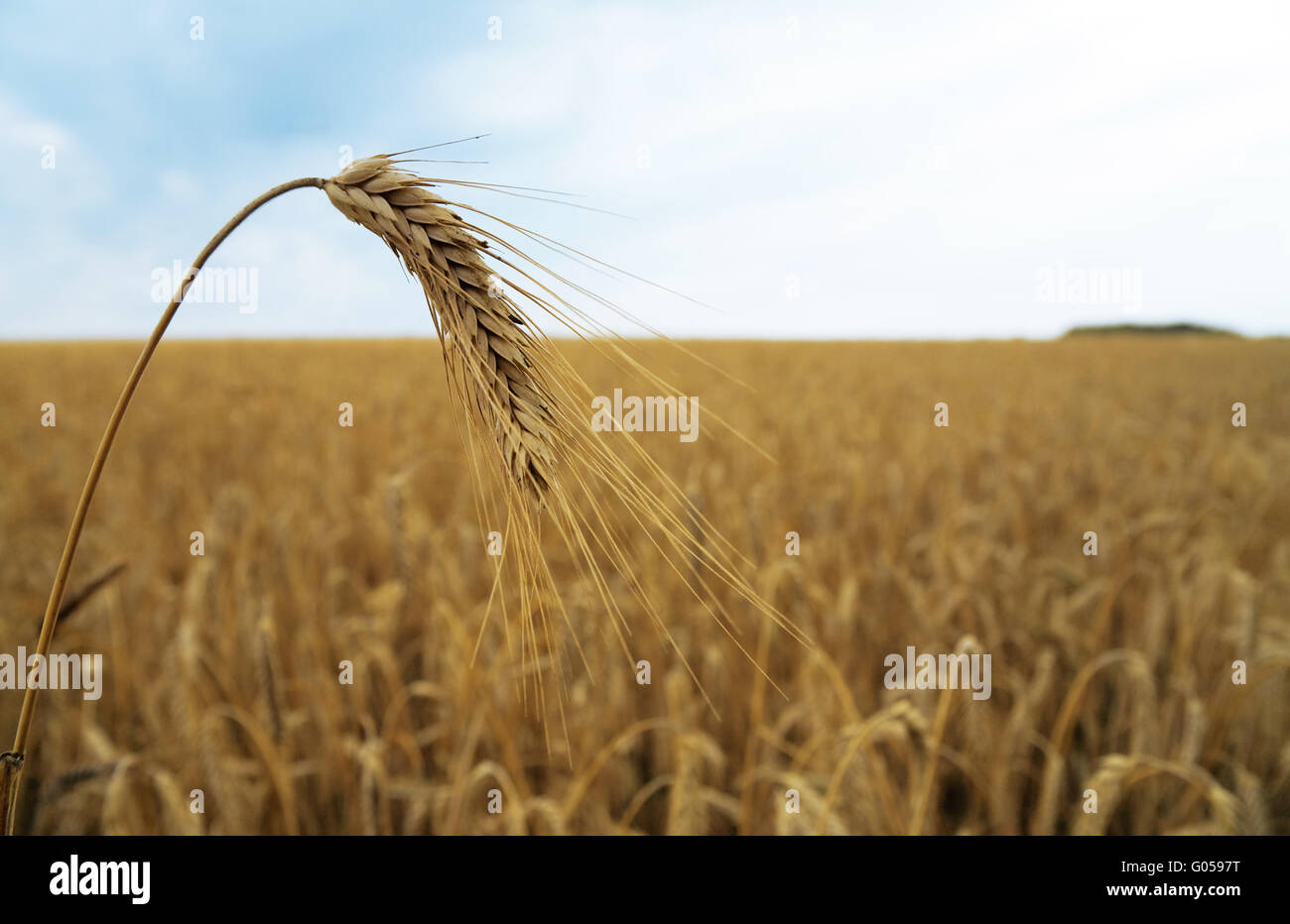 single spica on the background of wheat field and Stock Photo - Alamy