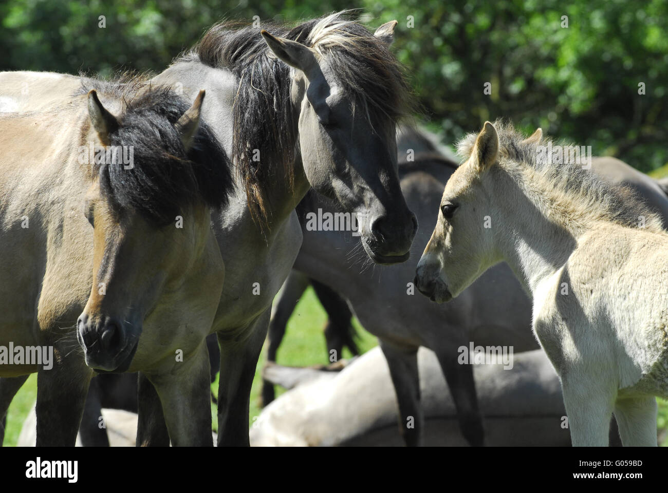 Graufalbe hi-res stock photography and images - Alamy