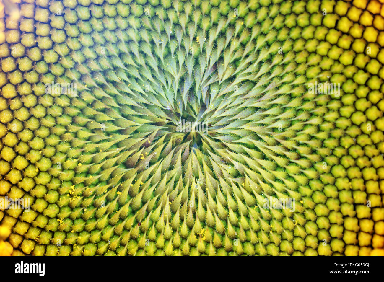 Core of sunflower hi-res stock photography and images - Alamy
