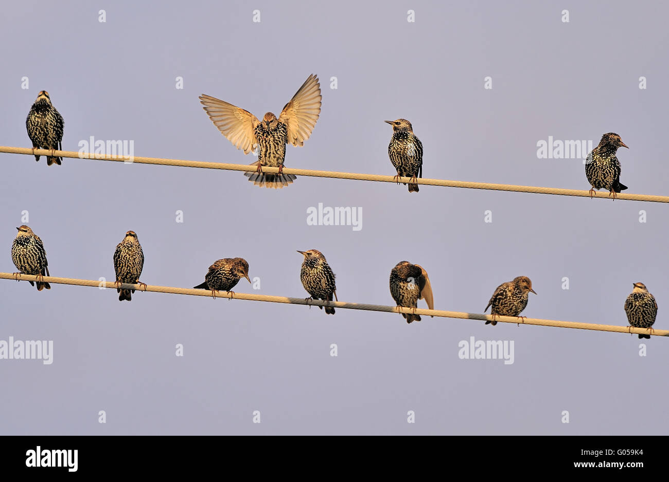 Starlings wings hi-res stock photography and images - Alamy