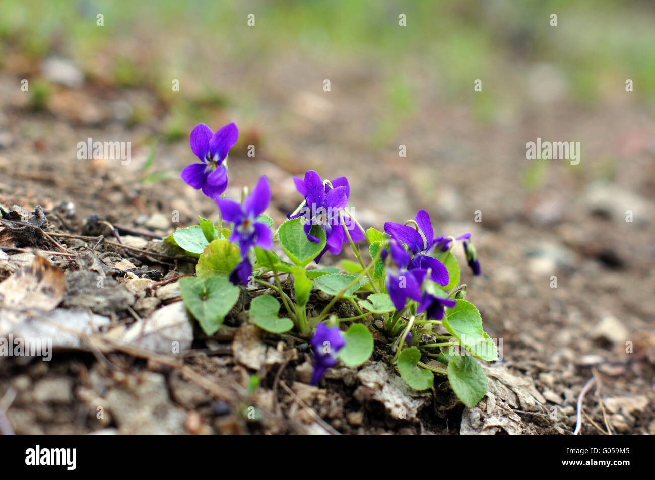 The first lady viola hi-res stock photography and images - Alamy