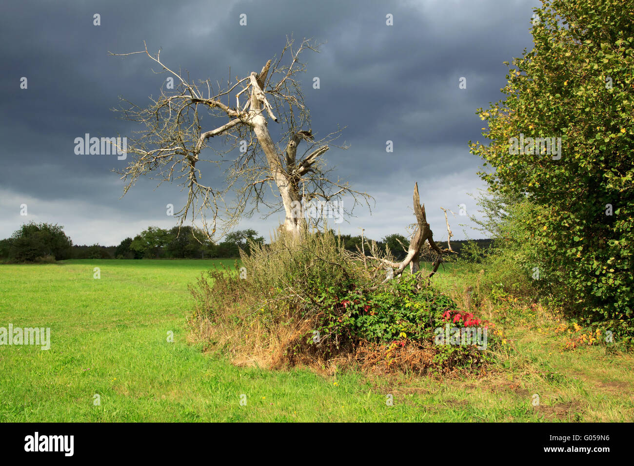 Old Tree. Germany Stock Photo - Alamy