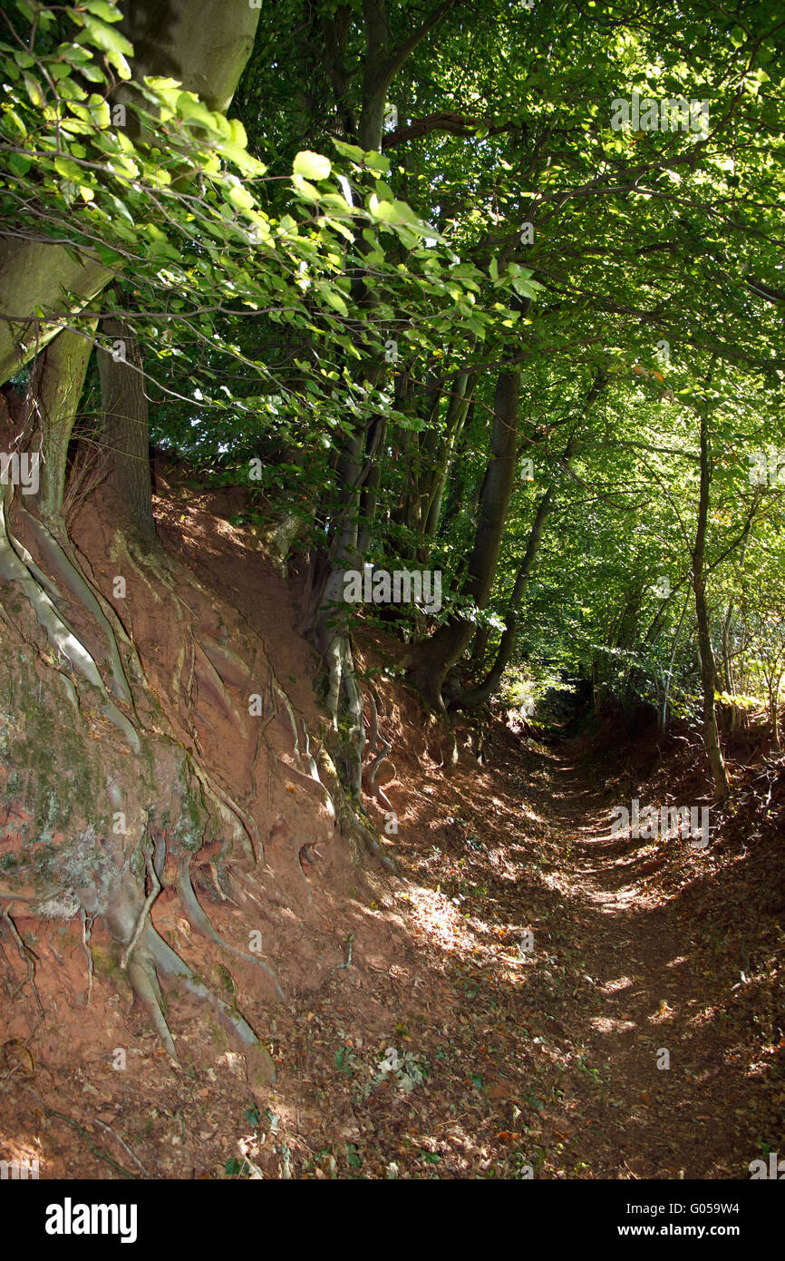 Hollow Way. Germany Stock Photo - Alamy