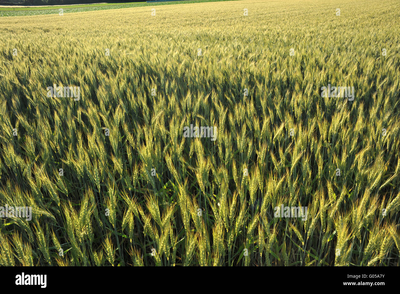 Wheat in its green stage hi-res stock photography and images - Alamy