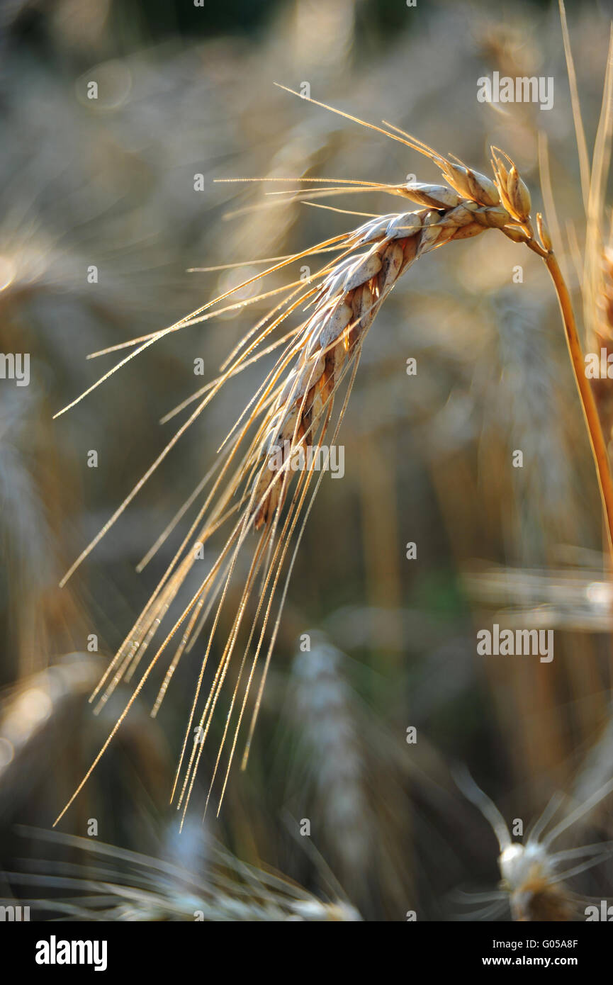 Ear of wheat Stock Photo - Alamy