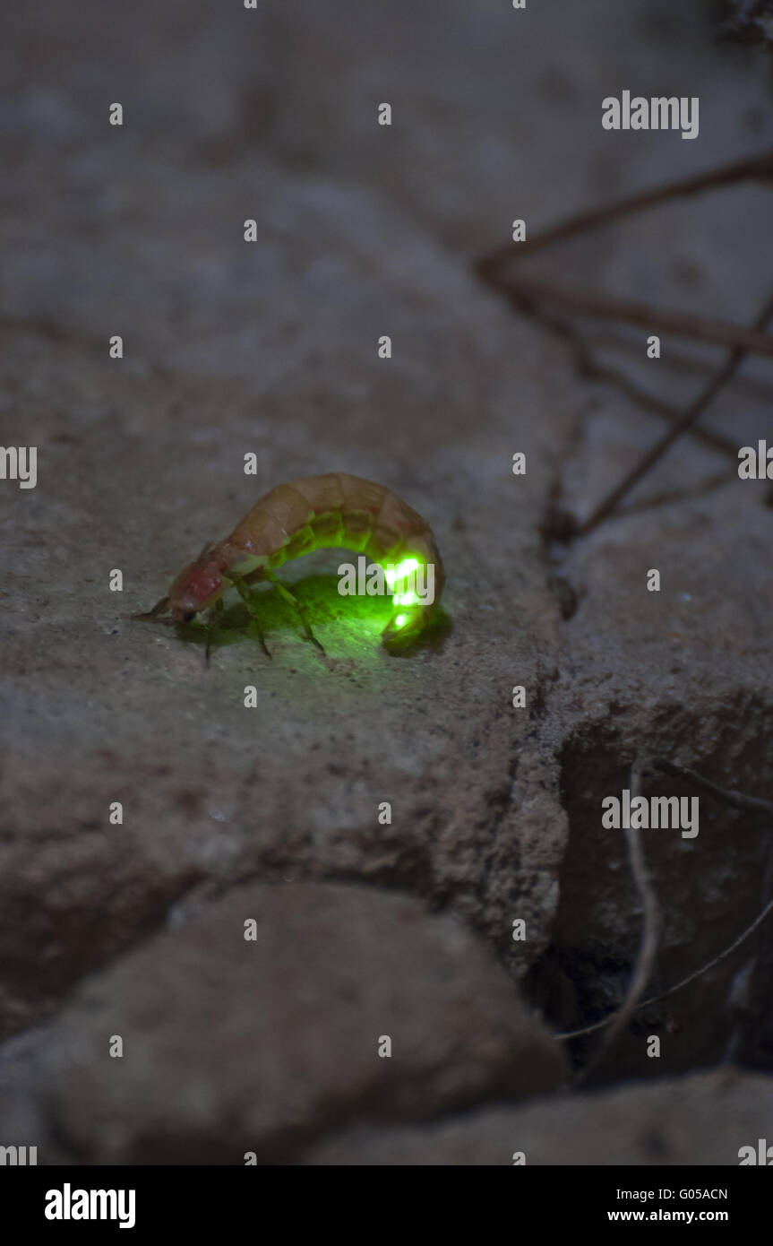 Glowworm Beetle High Resolution Stock Photography and Images - Alamy