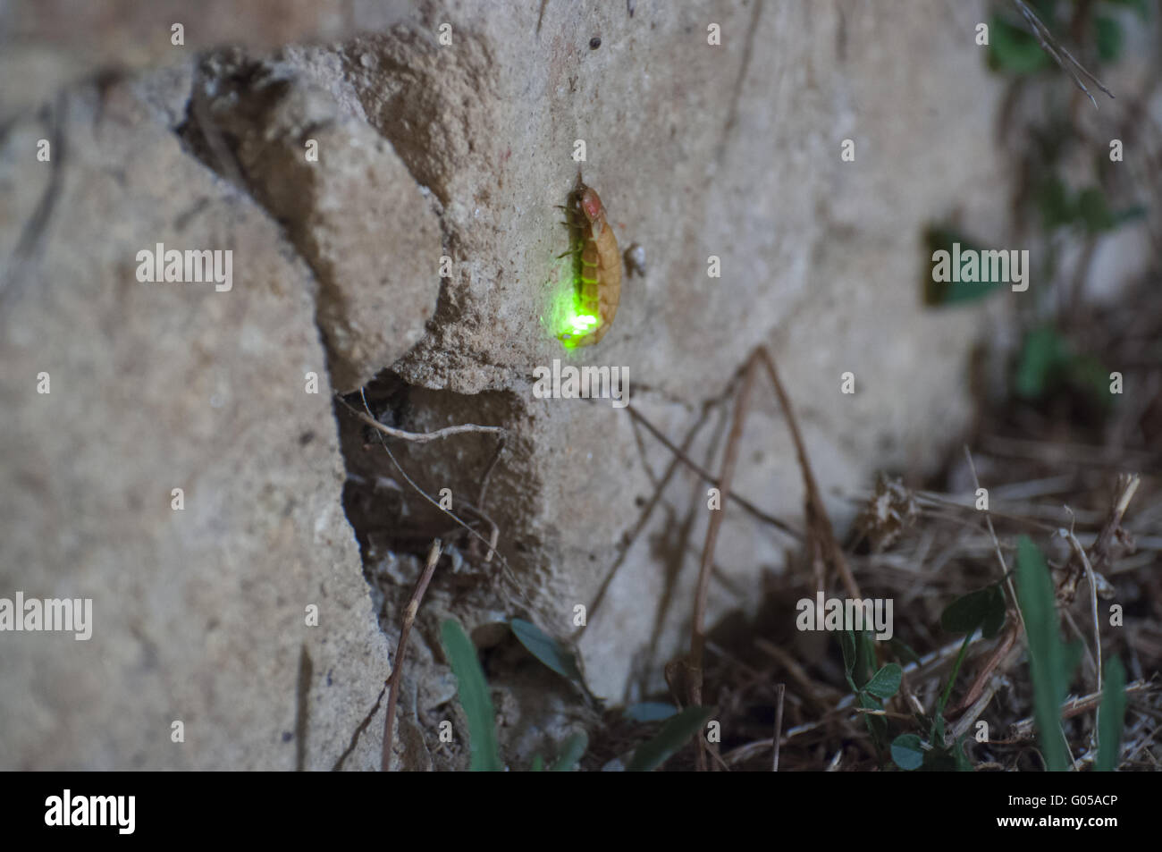 Glowworm Beetle High Resolution Stock Photography and Images - Alamy