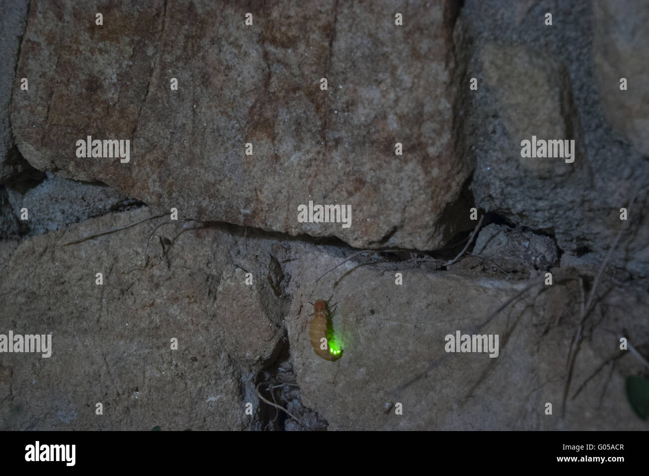 Glowworm beetle hi-res stock photography and images - Alamy