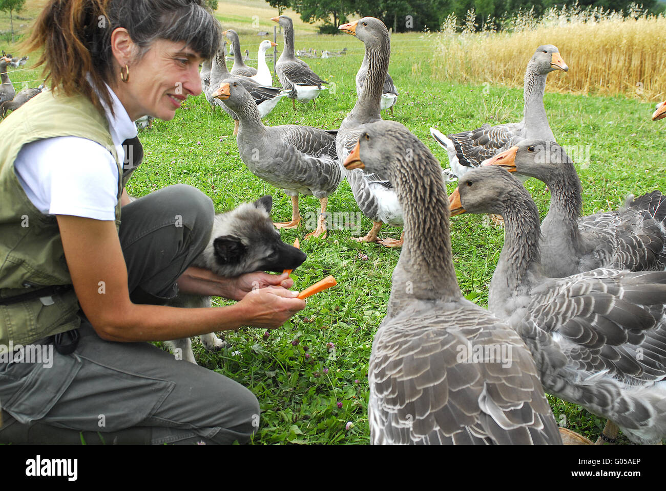 Goose life hi-res stock photography and images - Alamy