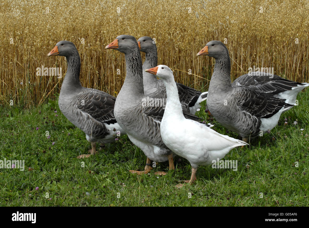 Pomeranian goose hi-res stock photography and images - Alamy