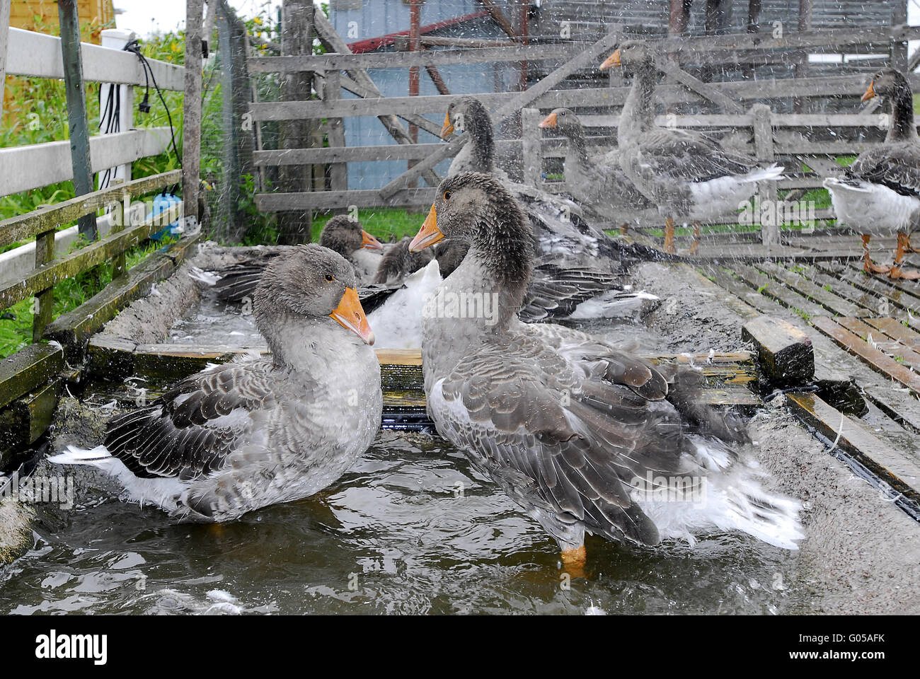 Goos hi-res stock photography and images - Alamy