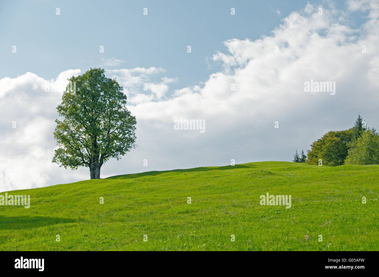 Spring scene with Tree Stock Photo - Alamy