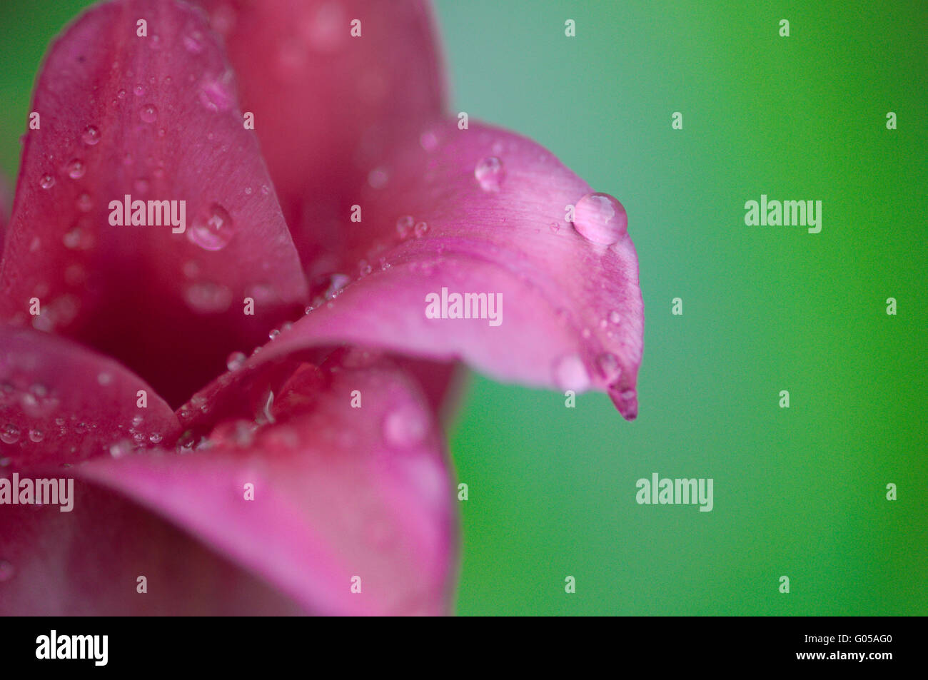 Drops on blooming Tulip Stock Photo - Alamy