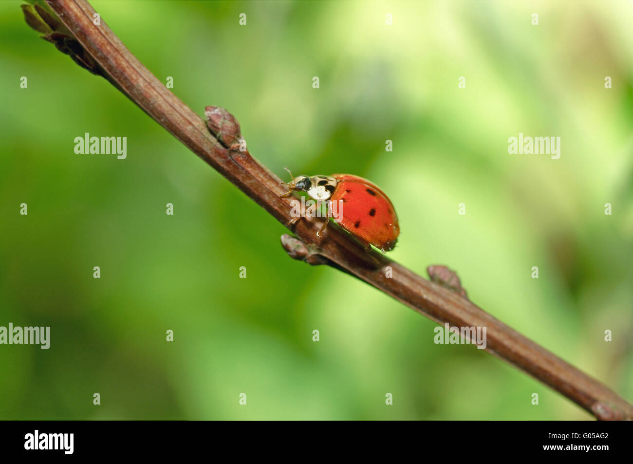 Ladybug On Leaf In Tree