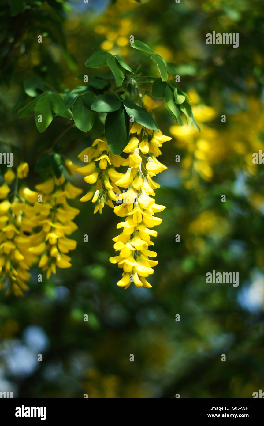 Acacia branch on a background of green leaves Stock Photo - Alamy