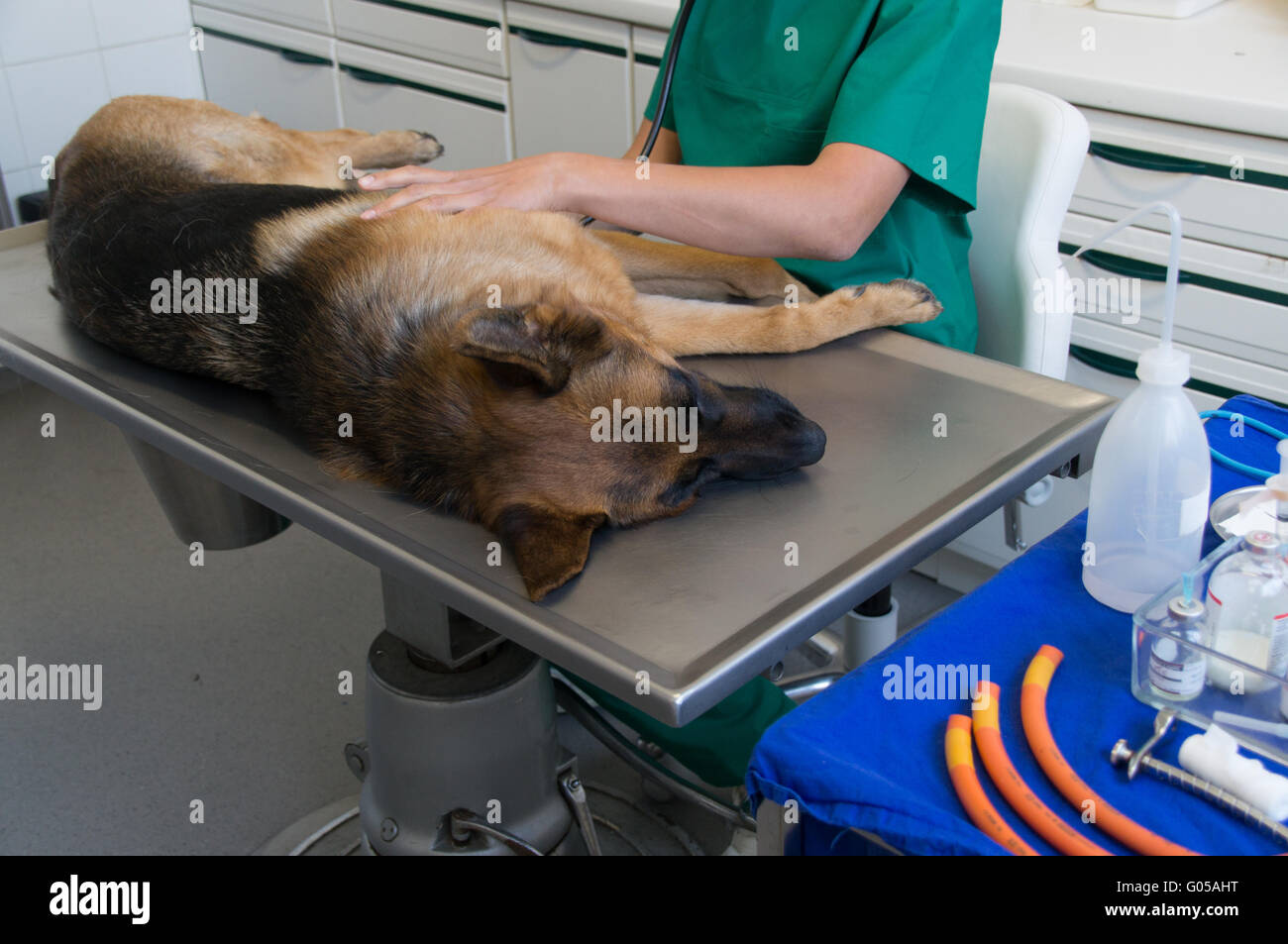 Intubation animal hi-res stock photography and images - Alamy