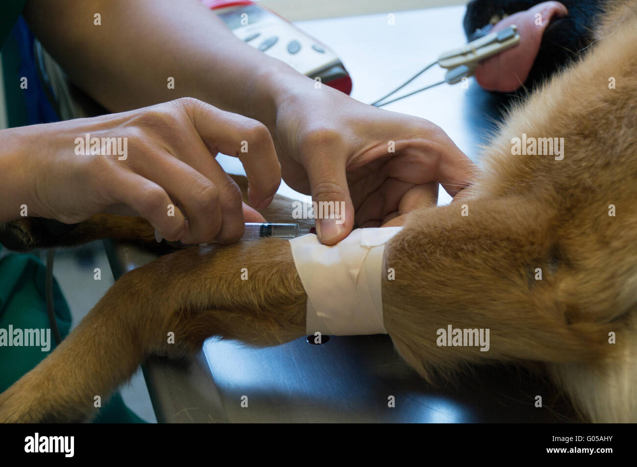 Intubation animal hi-res stock photography and images - Alamy