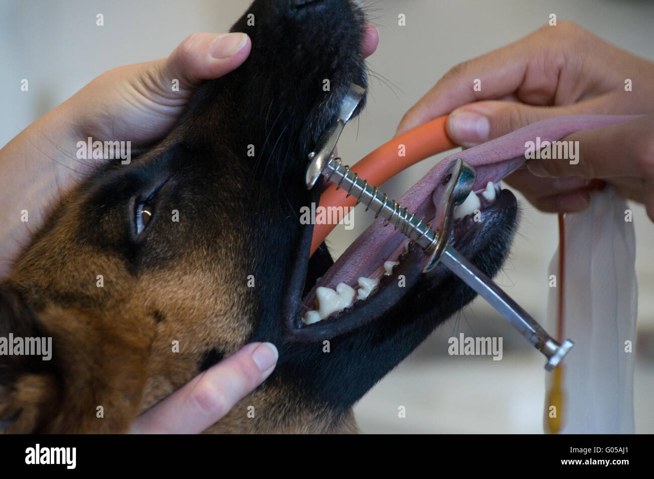 Intubation animal hi-res stock photography and images - Alamy