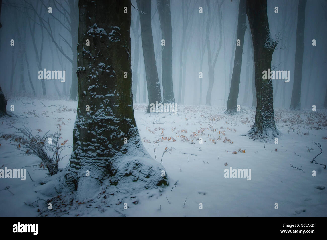 misty forest with snow in winter Stock Photo - Alamy