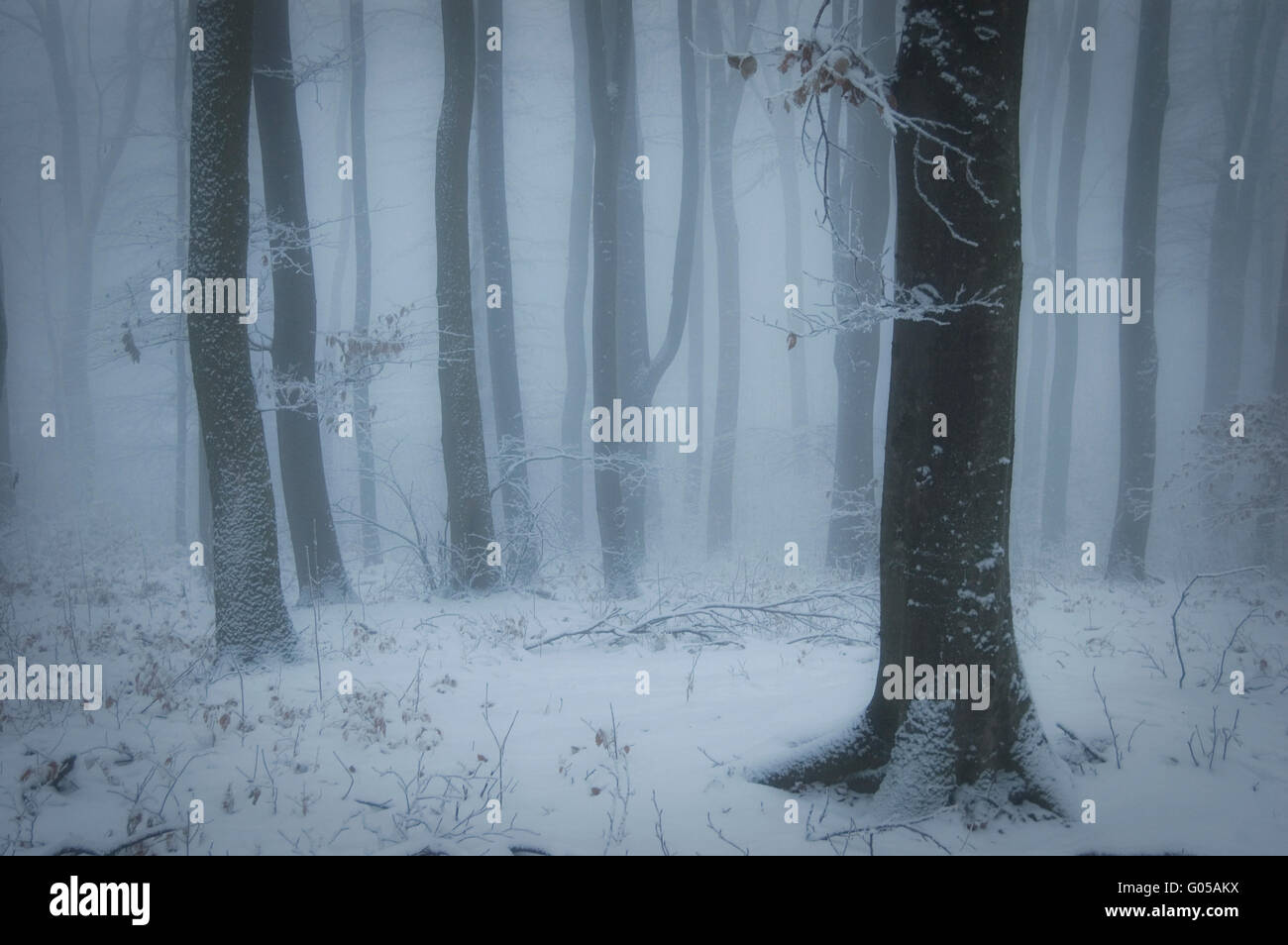 misty forest with snow in winter Stock Photo - Alamy