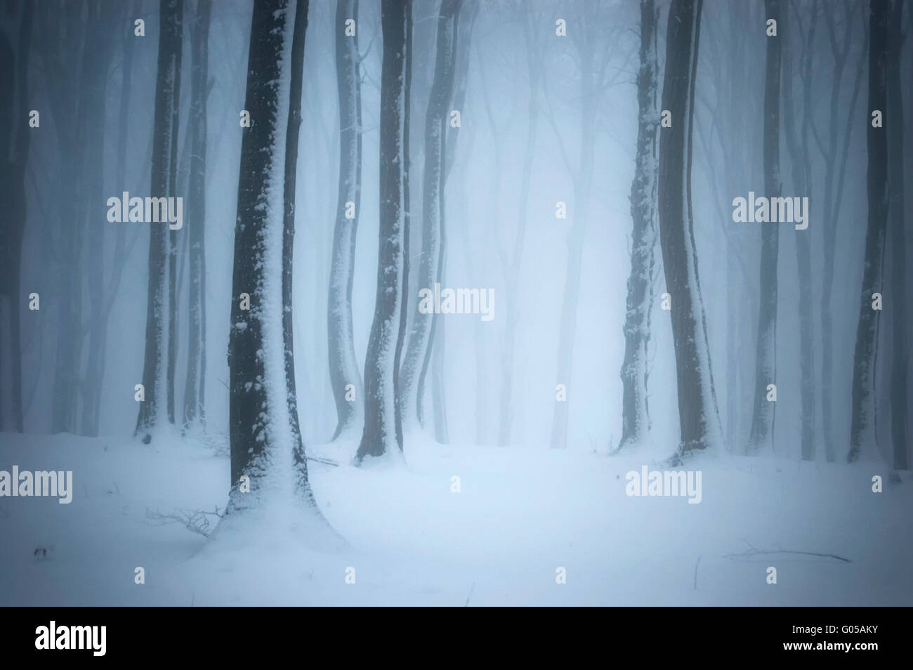 misty forest with snow in winter Stock Photo - Alamy