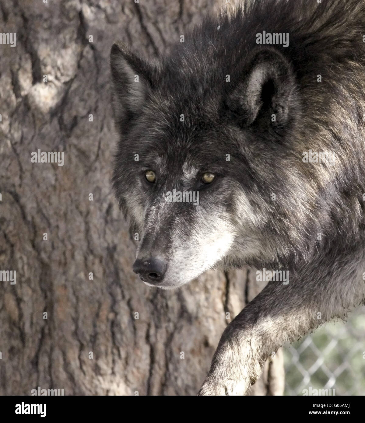Face gray wolf hi-res stock photography and images - Alamy