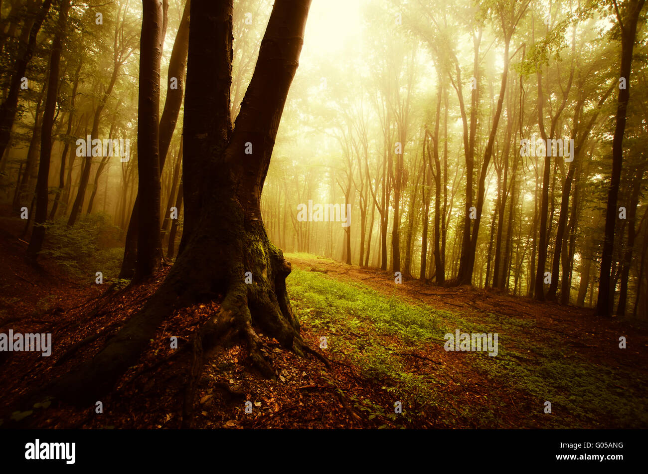 Trees in golden sunset light hi-res stock photography and images - Alamy