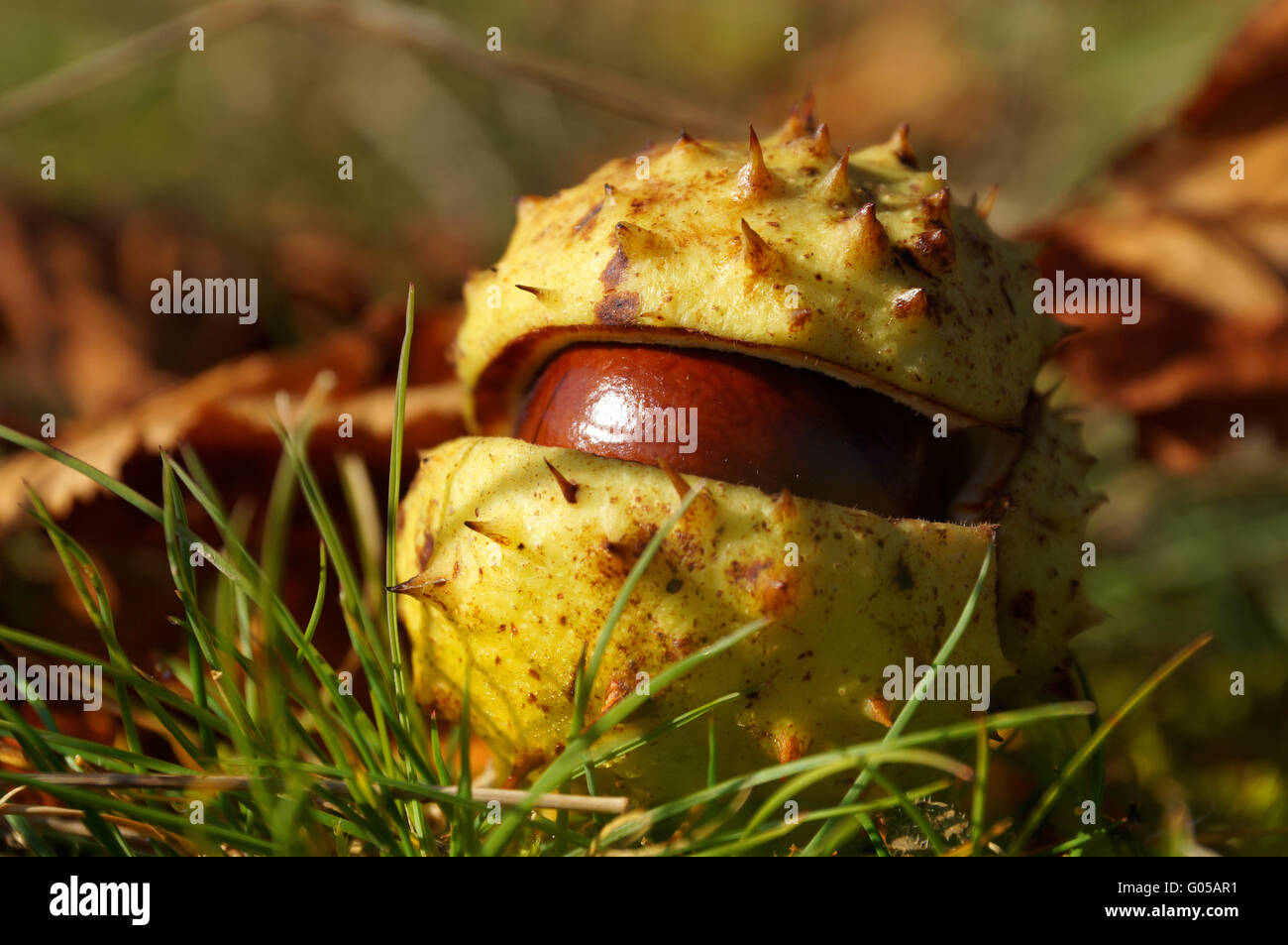 Edelkastanien hi-res stock photography and images - Alamy