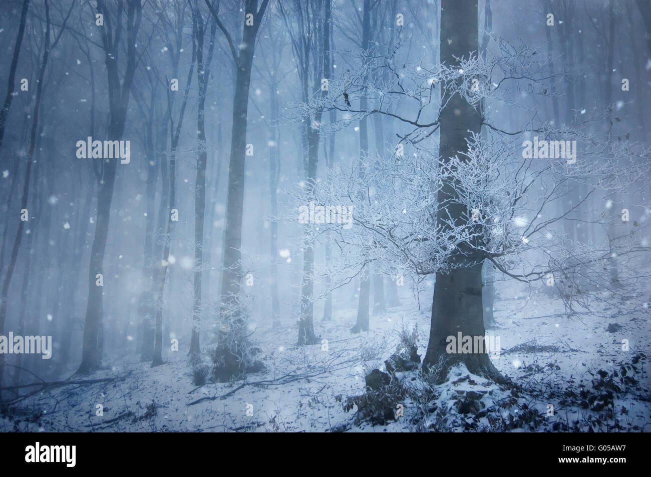 misty forest with snow in winter Stock Photo - Alamy