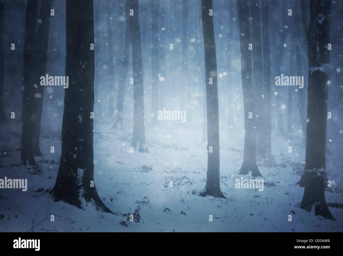 misty forest with snow in winter Stock Photo - Alamy