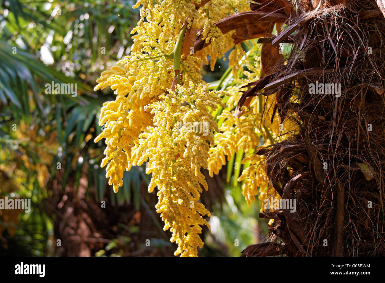 Hemp palm tree hi-res stock photography and images - Alamy