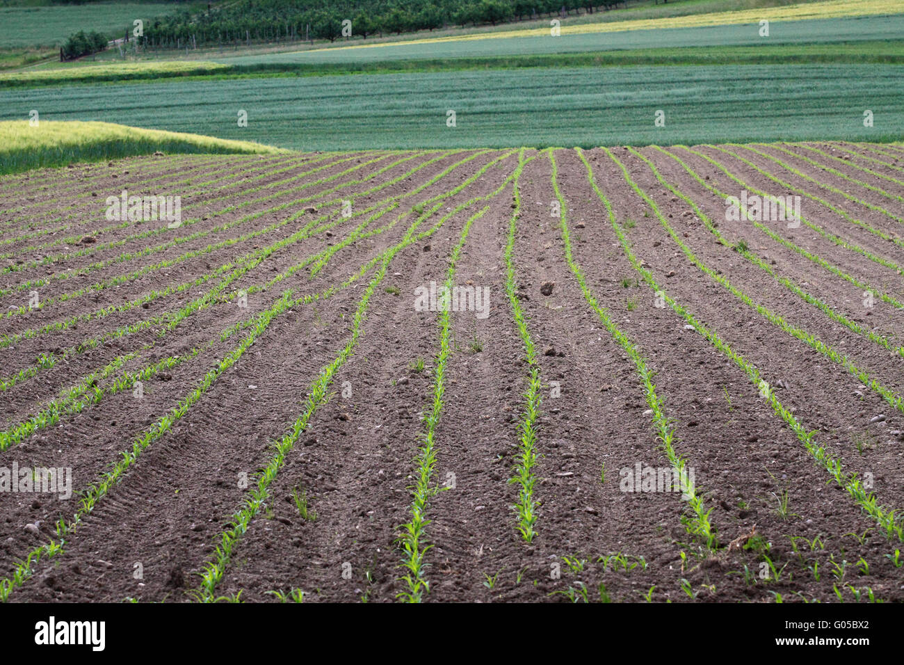Planting lines hi-res stock photography and images - Alamy