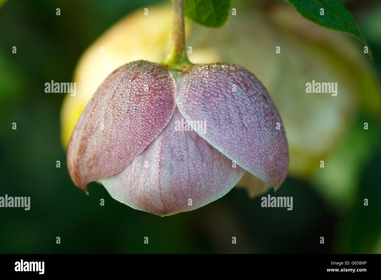 Flower Rosa Medusa Stock Photo - Alamy