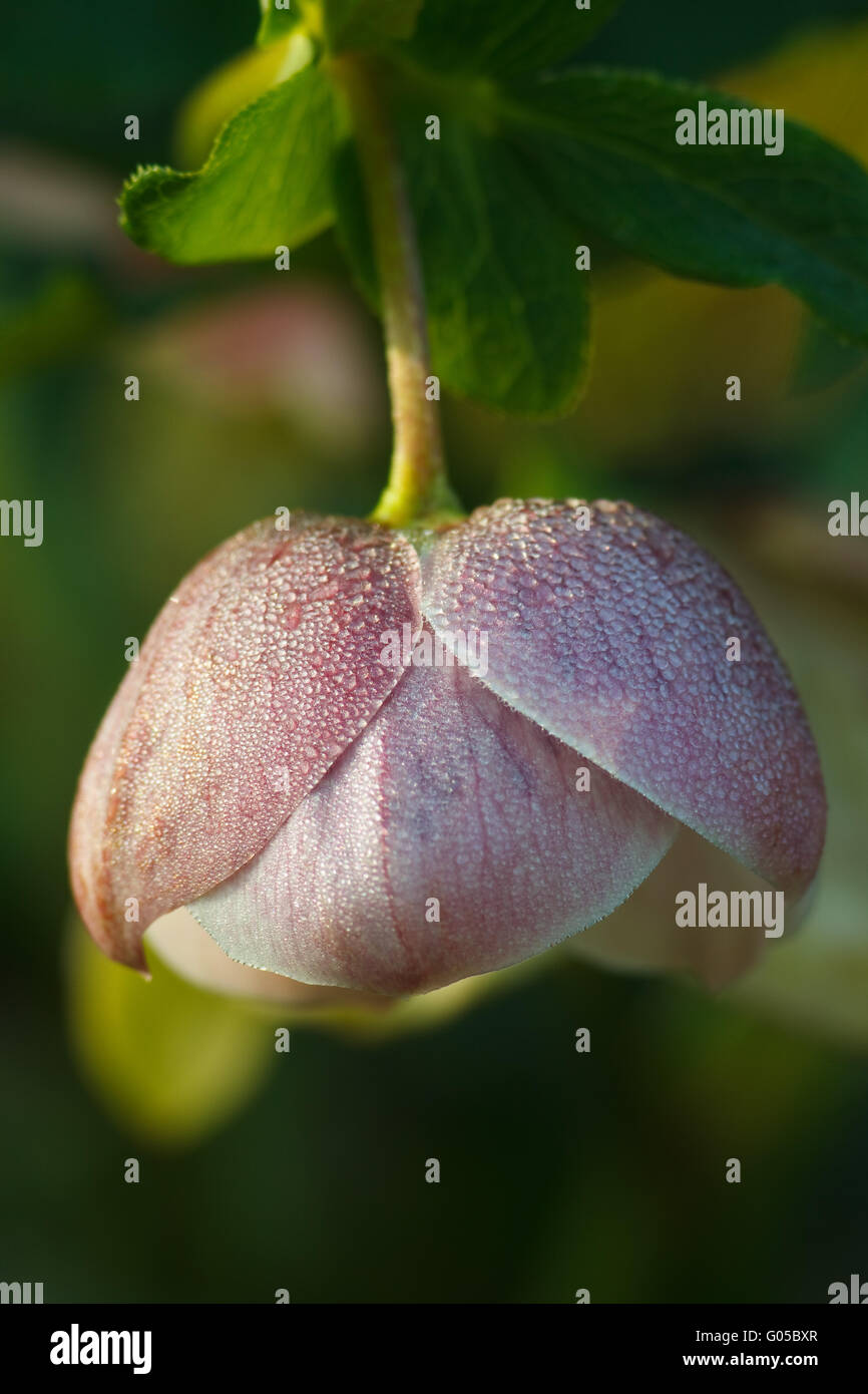 Flower Rosa Medusa Stock Photo - Alamy