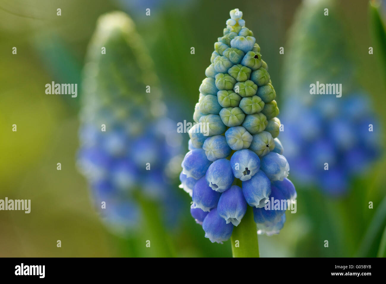 blue grape hyacinth - Muscari Stock Photo - Alamy