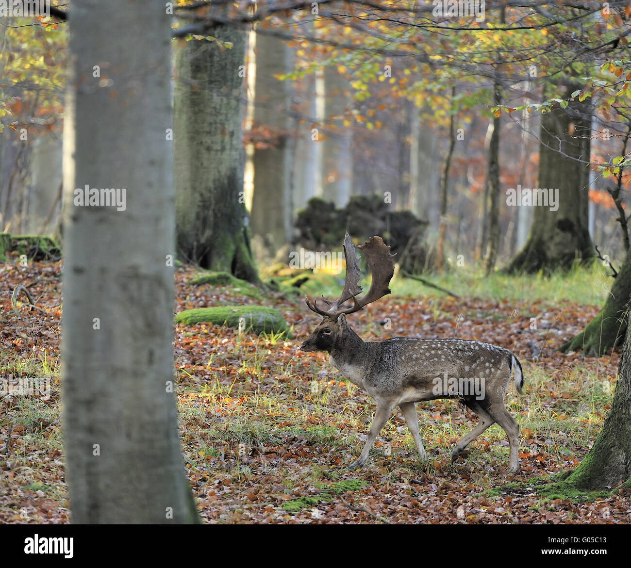 european fallow deer Stock Photo - Alamy